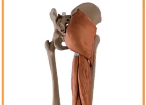 Myologie et anatomie fonctionnelle de l'articulation coxo-fémorale ...
